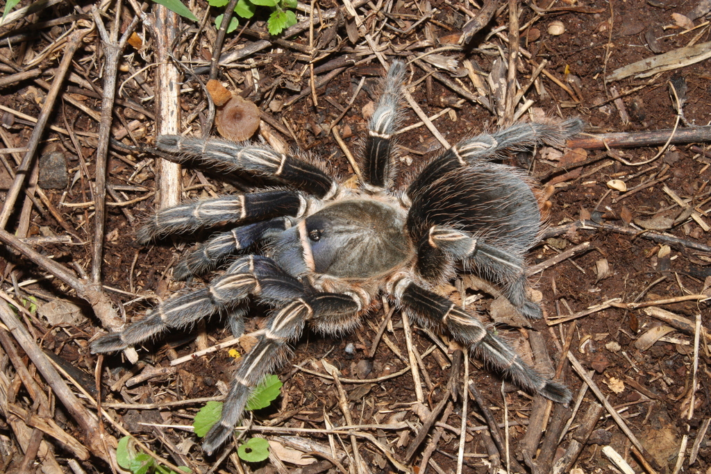 Costa Rican Striped-knee Tarantula from Goascorán, Honduras on August ...