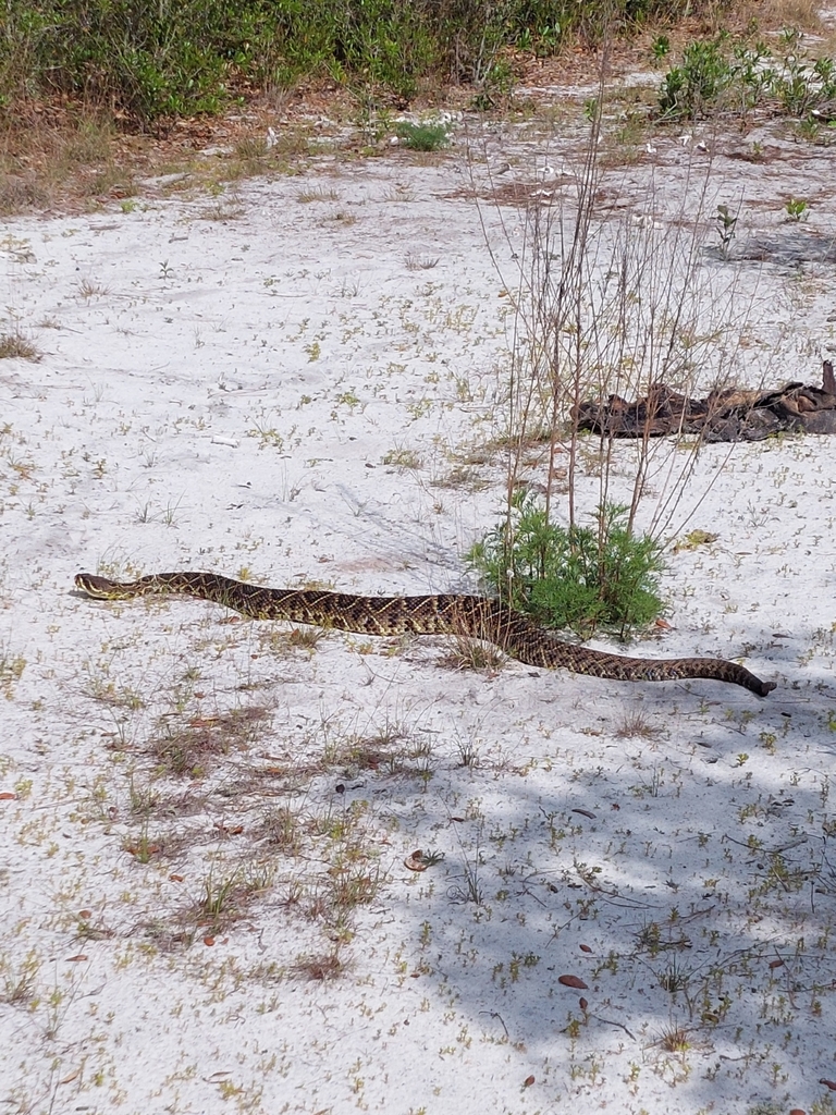 Eastern Diamondback Rattlesnake from Jesup, GA 31545, USA on April 20 ...