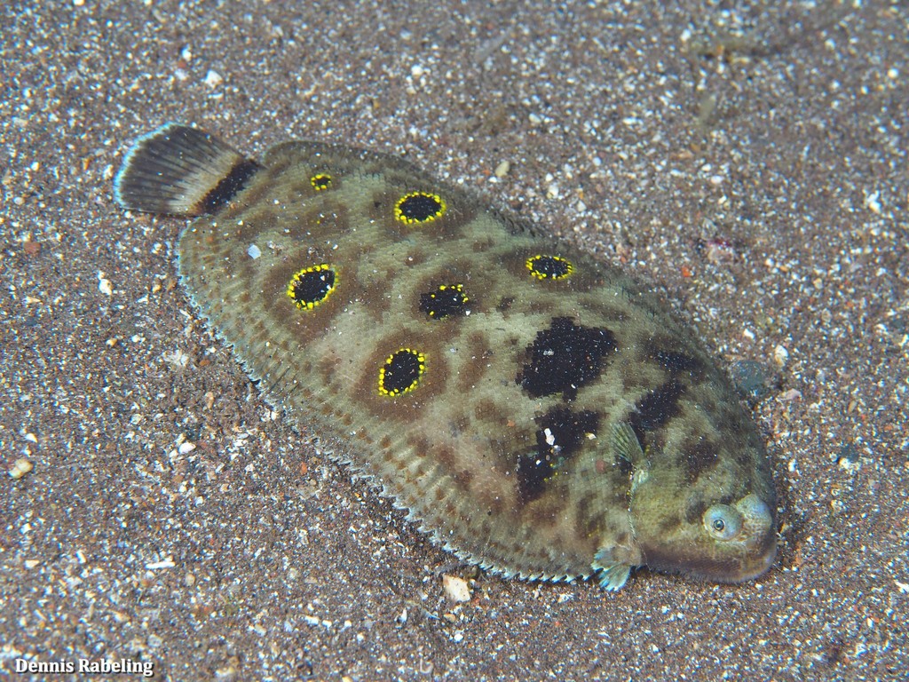 True Soles (Soleidae) - Marine Life Identification