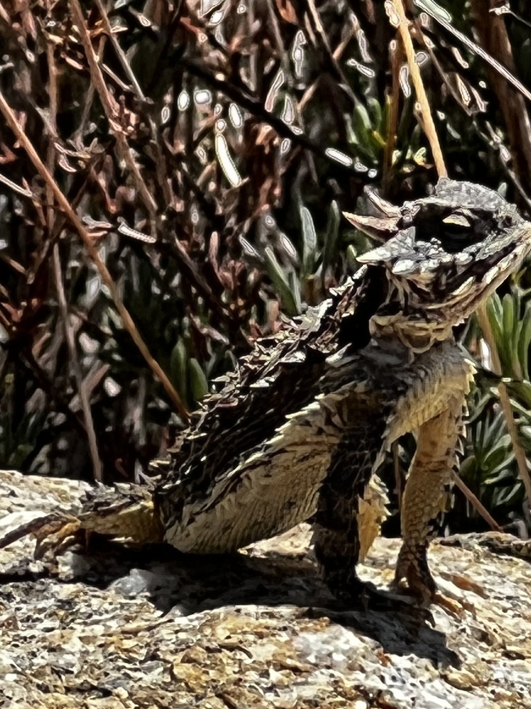 Blainville's Horned Lizard in April 2022 by Jan Thompson · iNaturalist