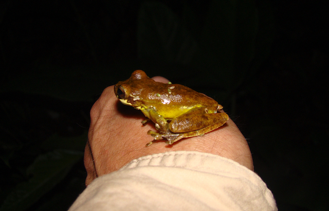 Treasury Island Tree Frog in July 2008 by Joey Mugleston · iNaturalist
