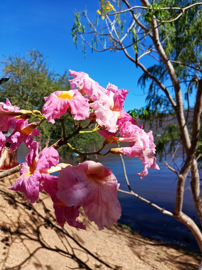 Pink poui from 9CFQ+HR, 63865 La Laguna, Nay., México on April 16, 2022 ...