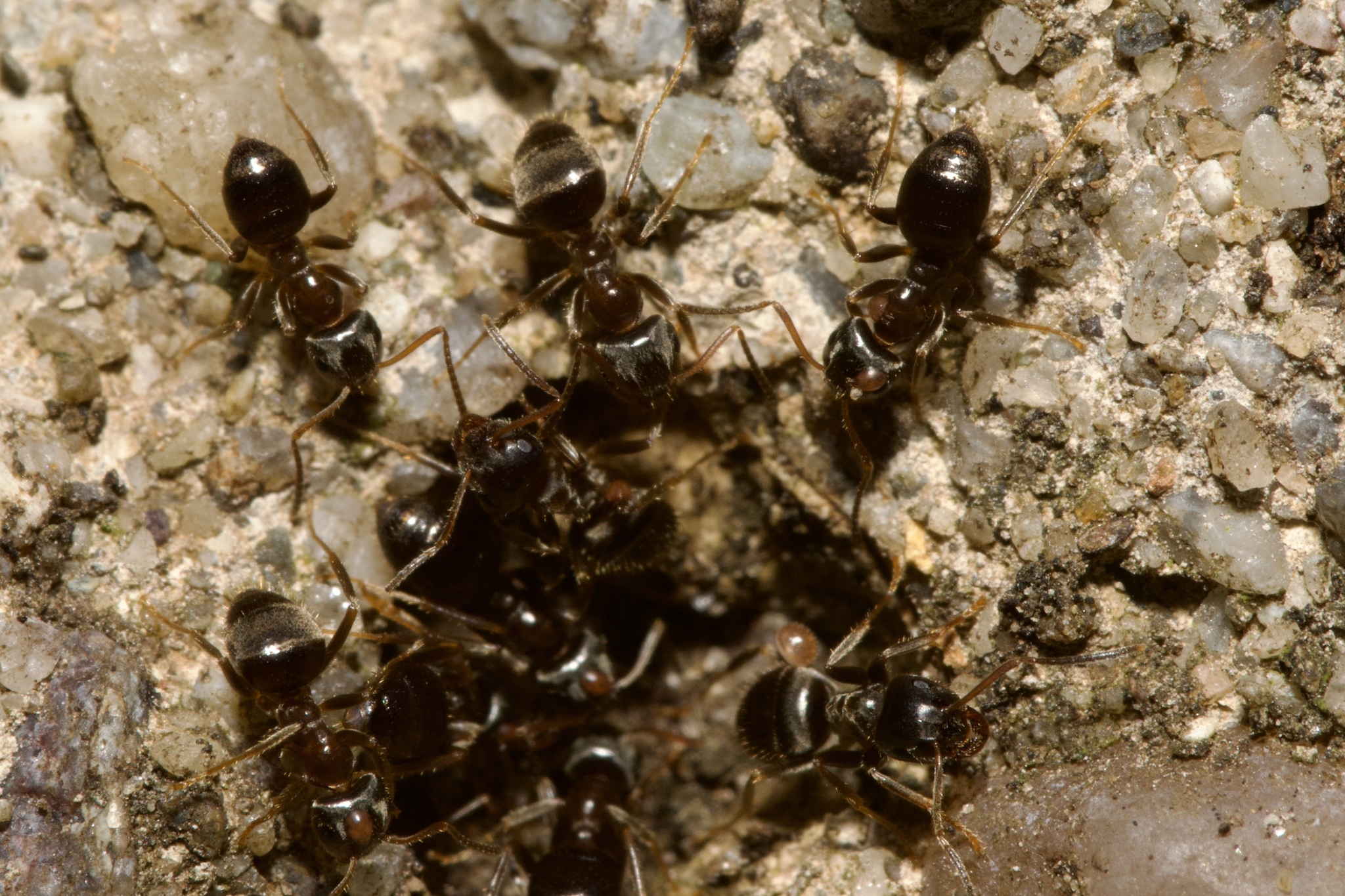 Lasius niger (Linnaeus, 1758)