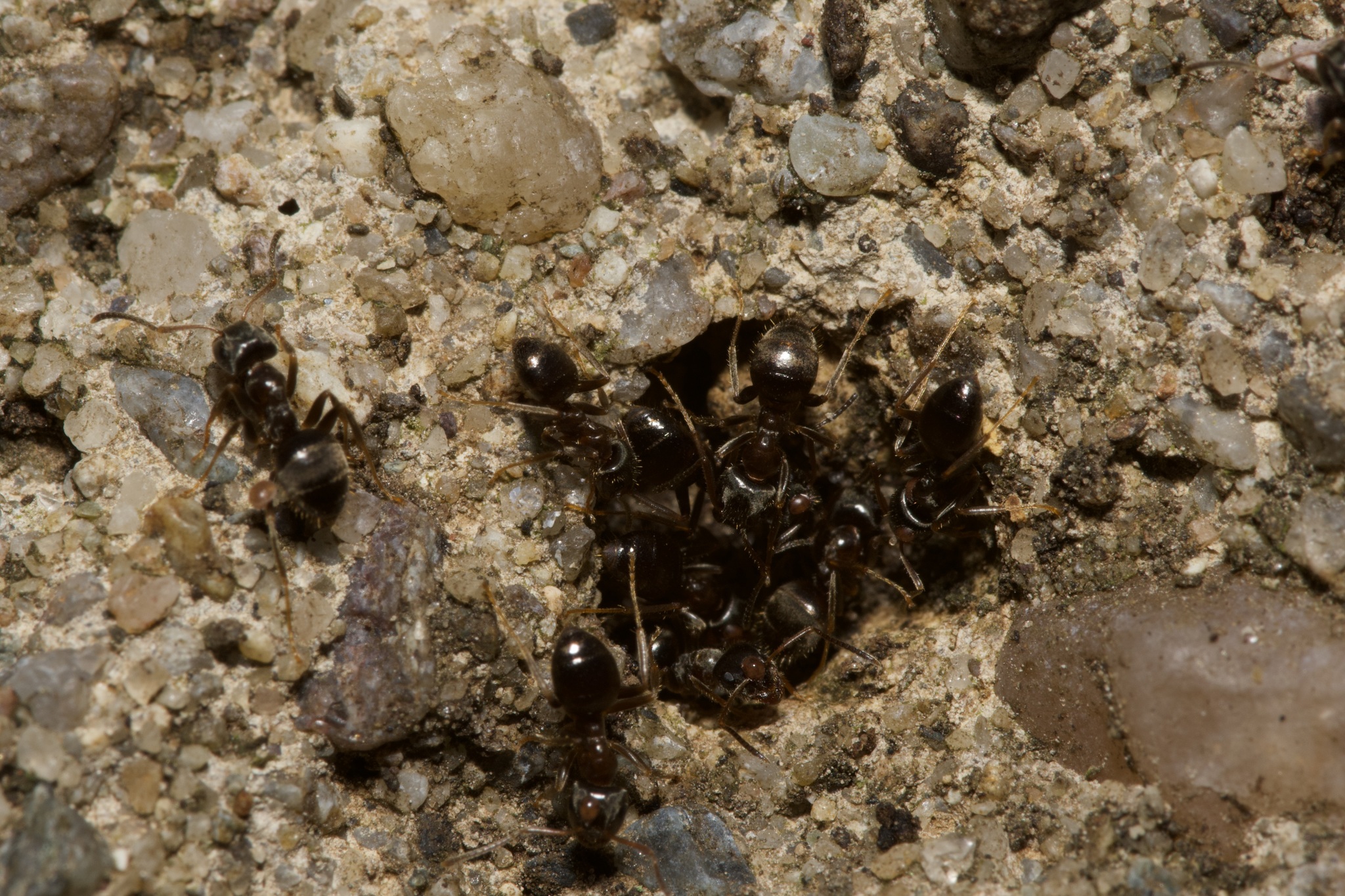 Lasius niger (Linnaeus, 1758)
