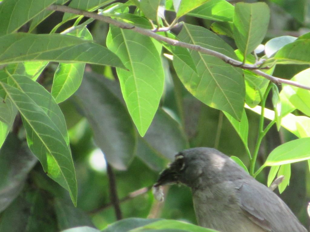 Saltador Gris (Fotos de aves del monitoreo en perico y laguna ...