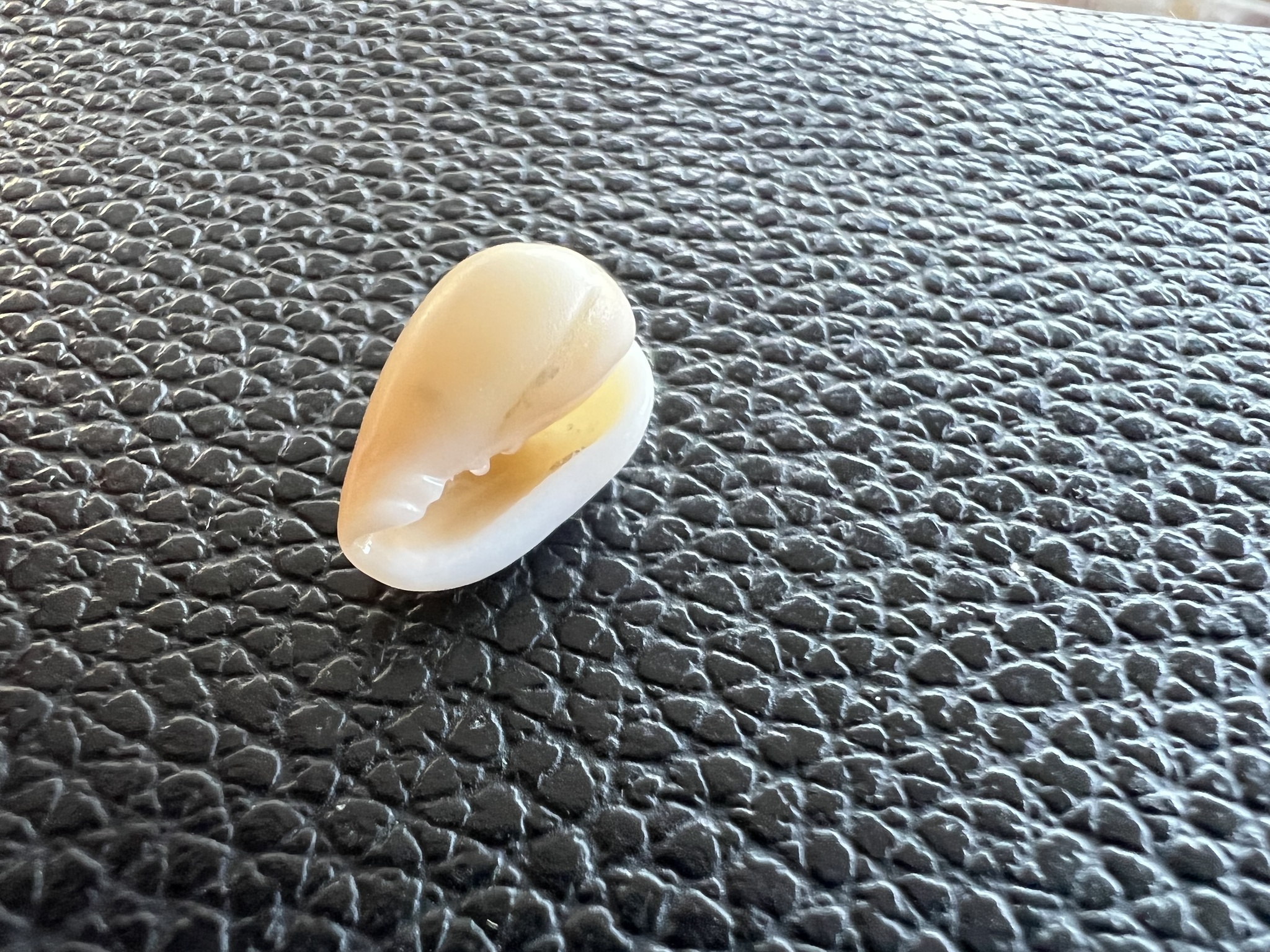 Prunum apicinum (Menke, 1828)