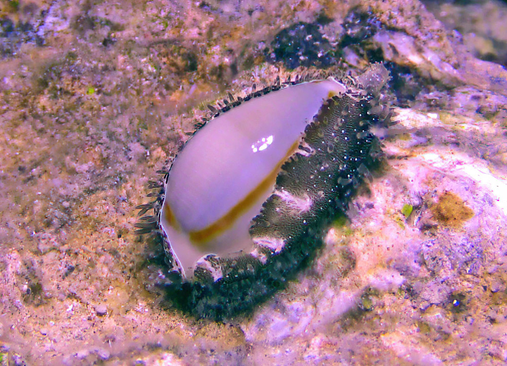 Gold Ring Cowry from Mabini, Batangas, Philippines on May 13, 2016 by ...