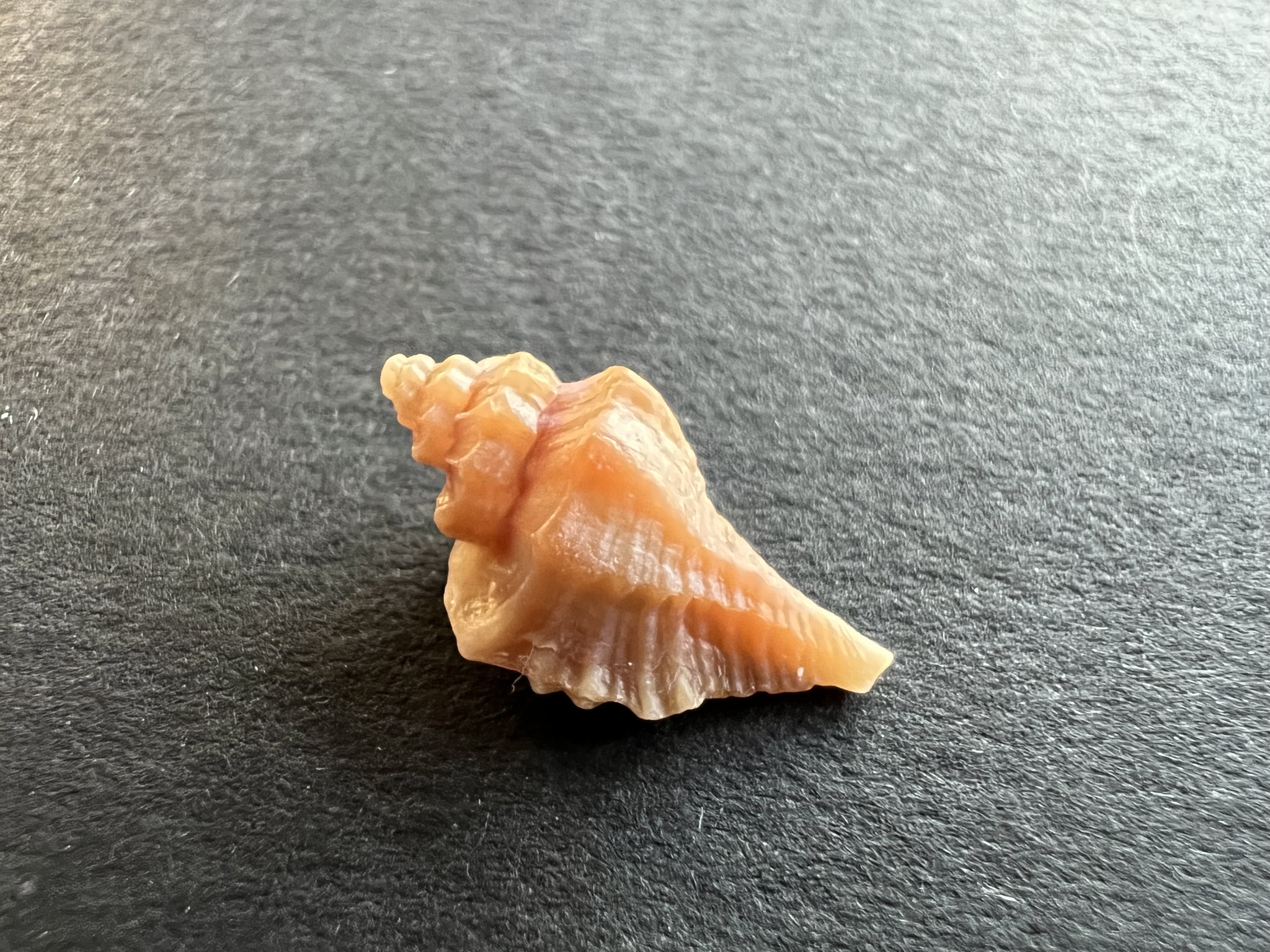 Eupleura caudata (Say, 1822)