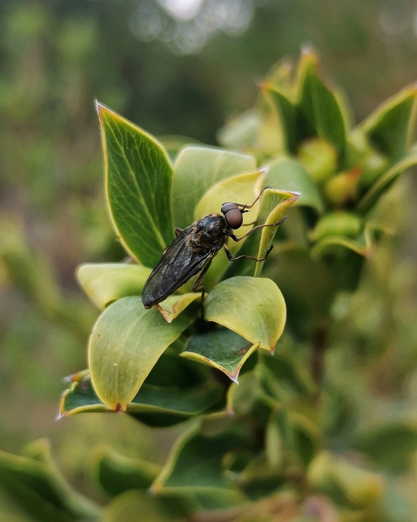 Chiromyzinae from Carahue, Araucanía, Chile on April 20, 2022 at 10:52 ...