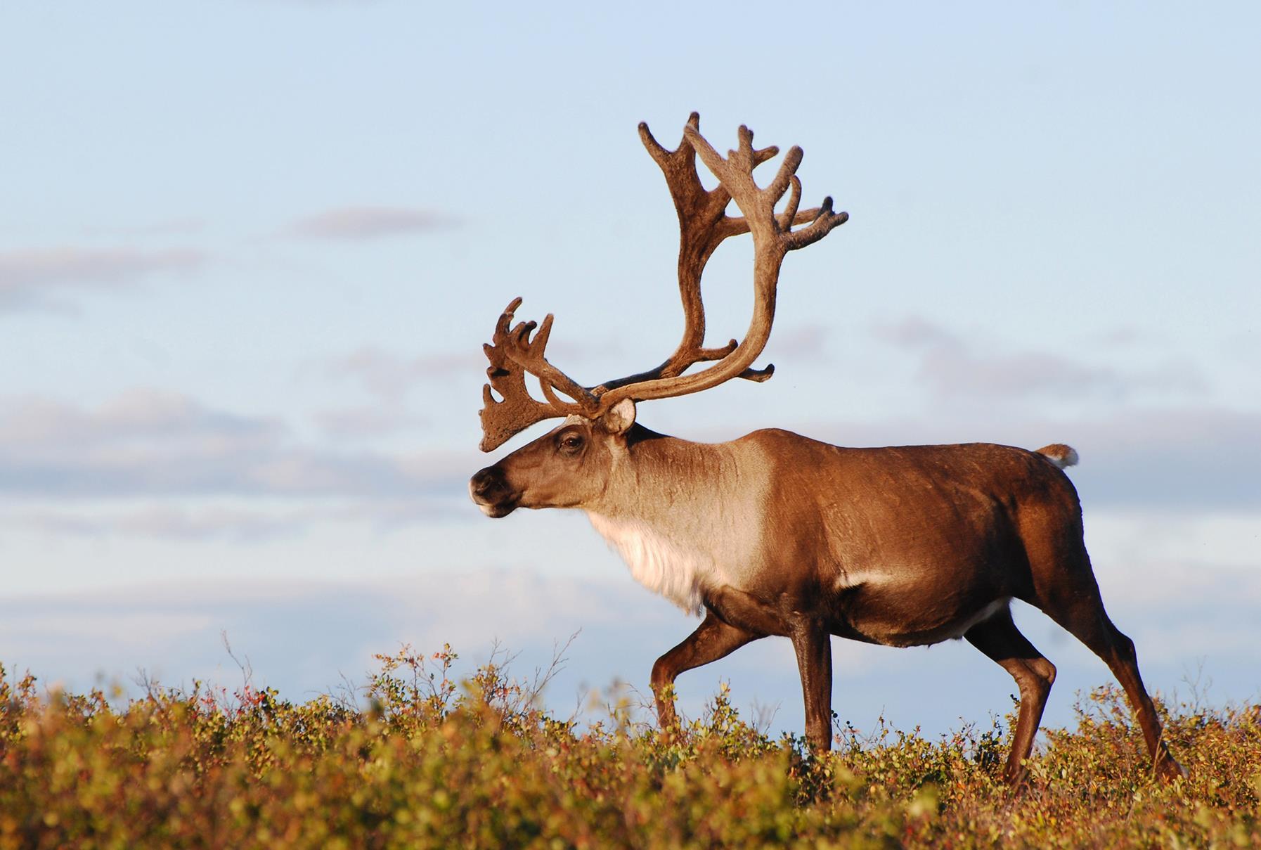 Barren Ground Caribou