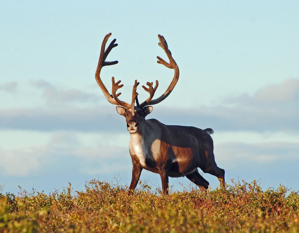 New World Deer (Capreolinae) - Know Your Mammals