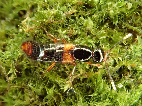 Hesperus picticornis · iNaturalist