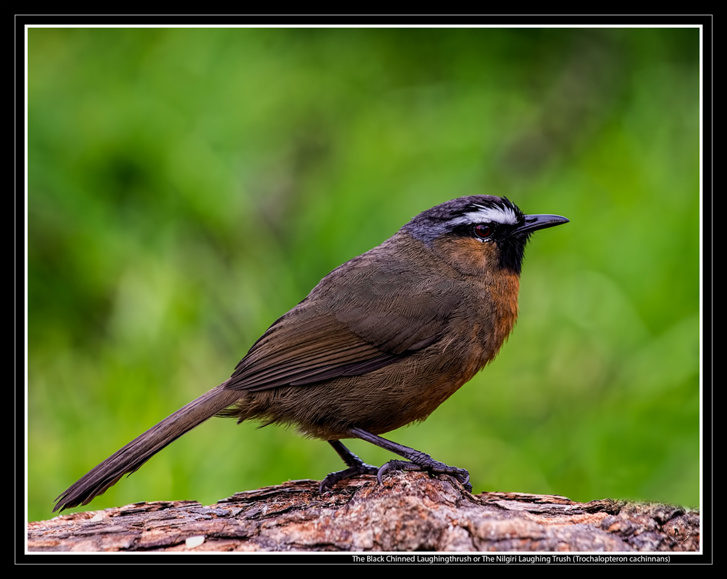 South Indian Laughingthrushes (Montecincla) - Avian Discovery