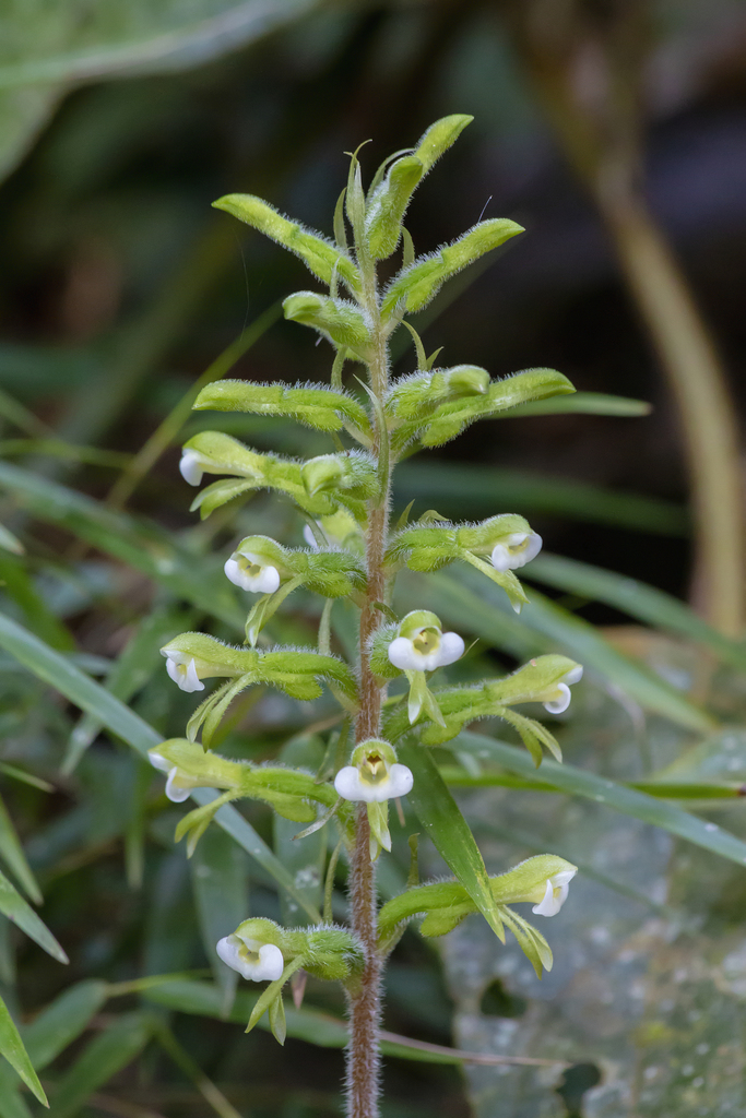 Pelexia from Mata de Caetés, Vargem Alta - ES, Brasil on October 14 ...