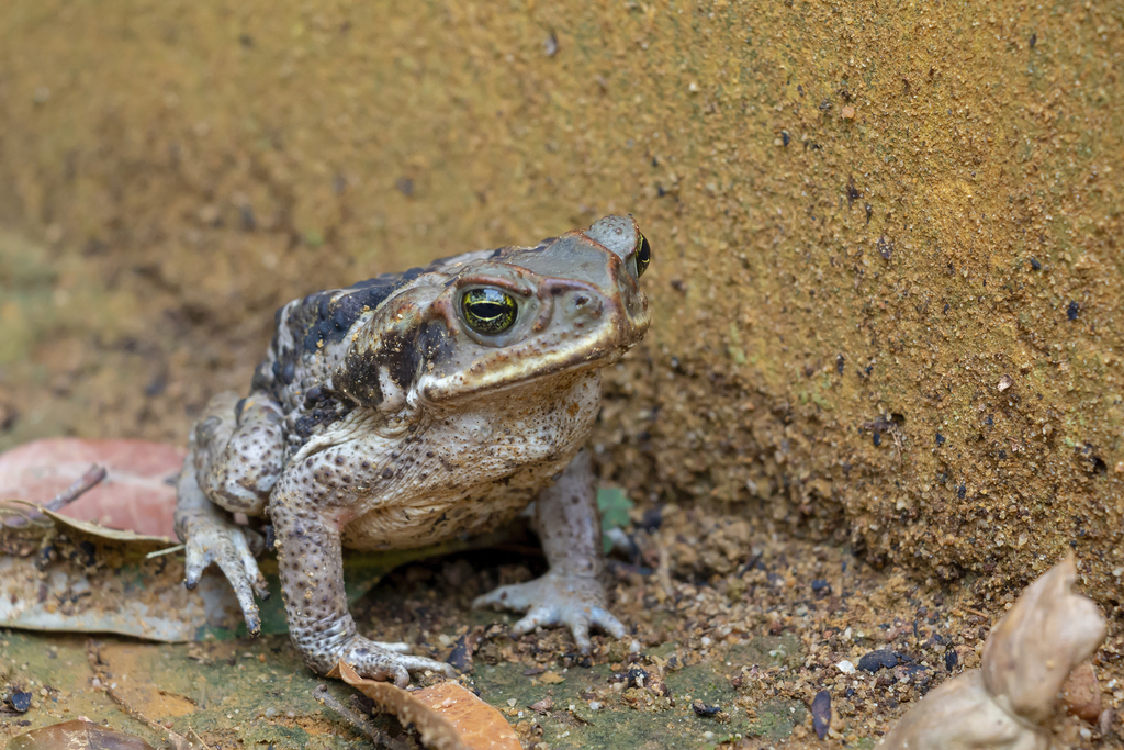 Cururu Toad from Santa Rosa, Linhares, ES, Brasil on October 29, 2016 ...