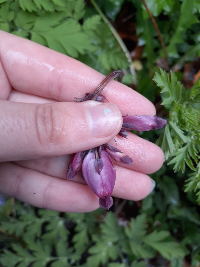 Pacific Bleeding Heart from University of Oregon, Eugene, OR 97403, USA ...