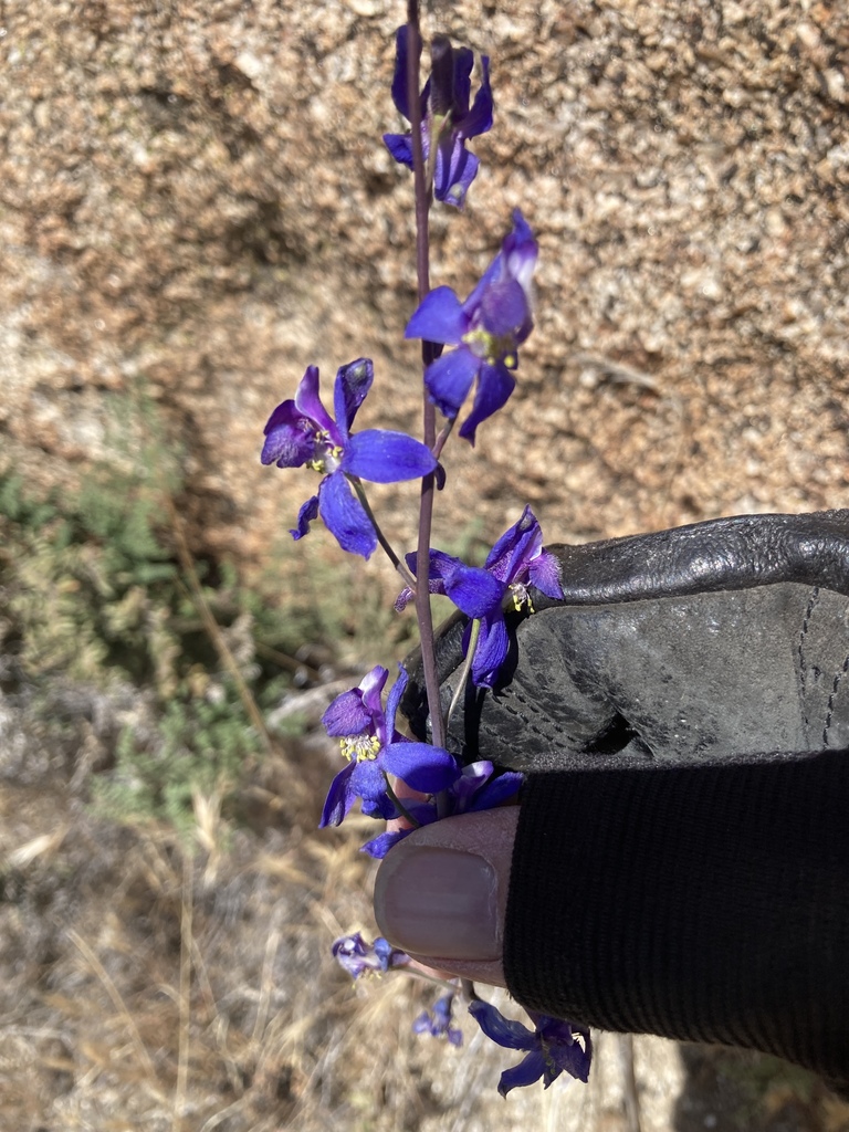colorado desert larkspur in April 2022 by Larry Hendrickson, California ...