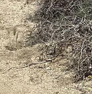 Colubrid Snakes from Joshua Tree National Park, Yucca Valley, CA, US on ...
