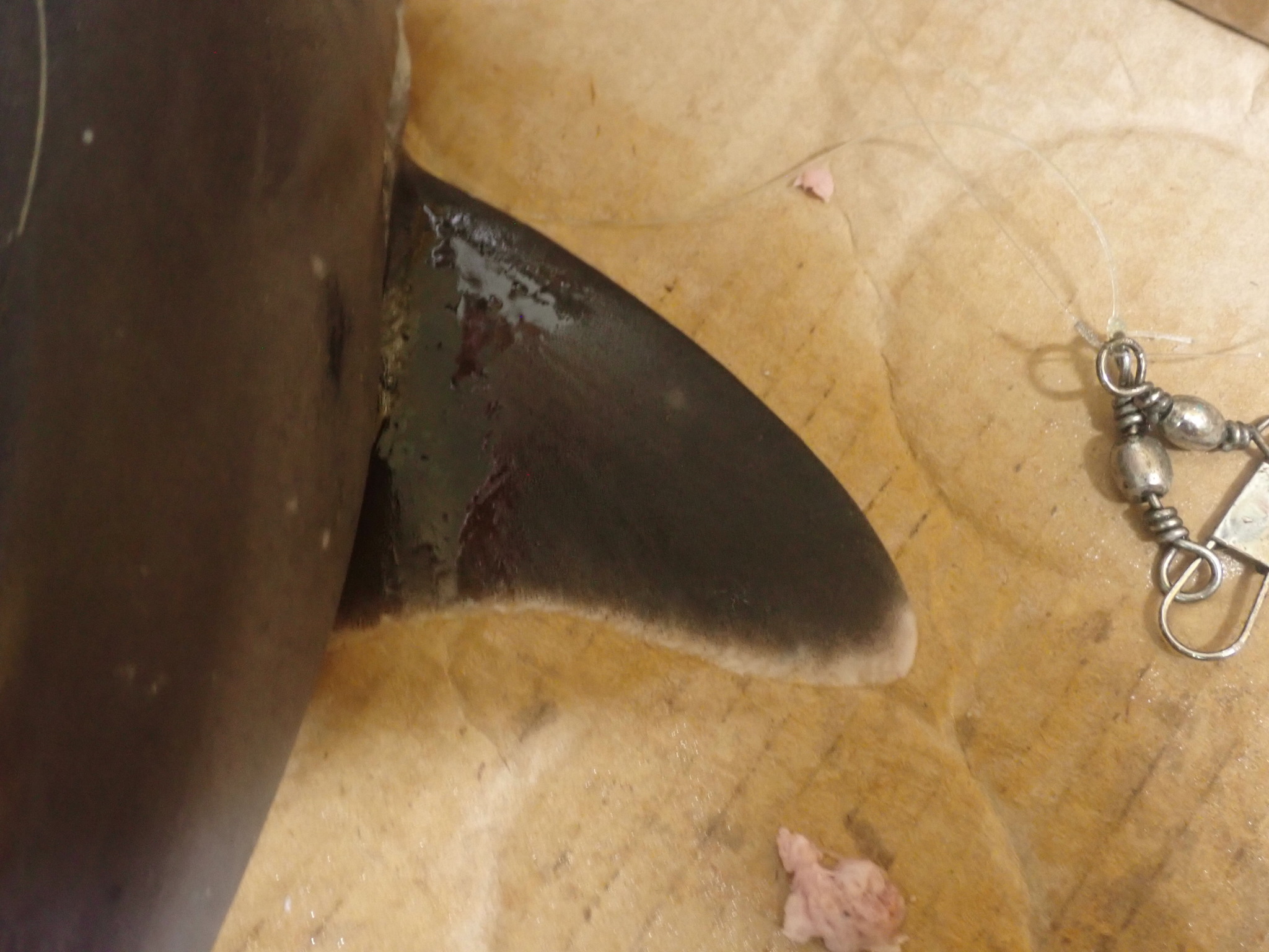 Galeorhinus galeus (Linnaeus, 1758)