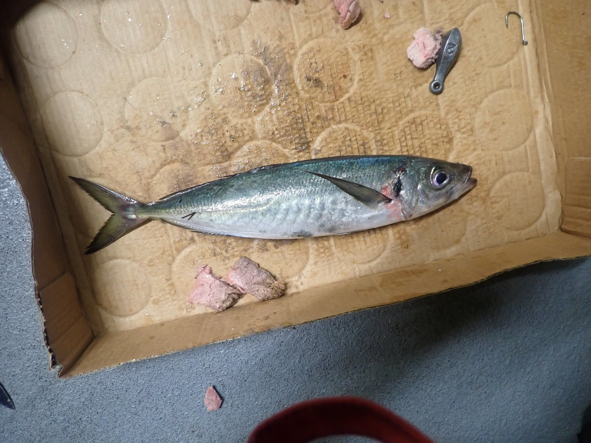 Trachurus declivis (Jenyns, 1841)