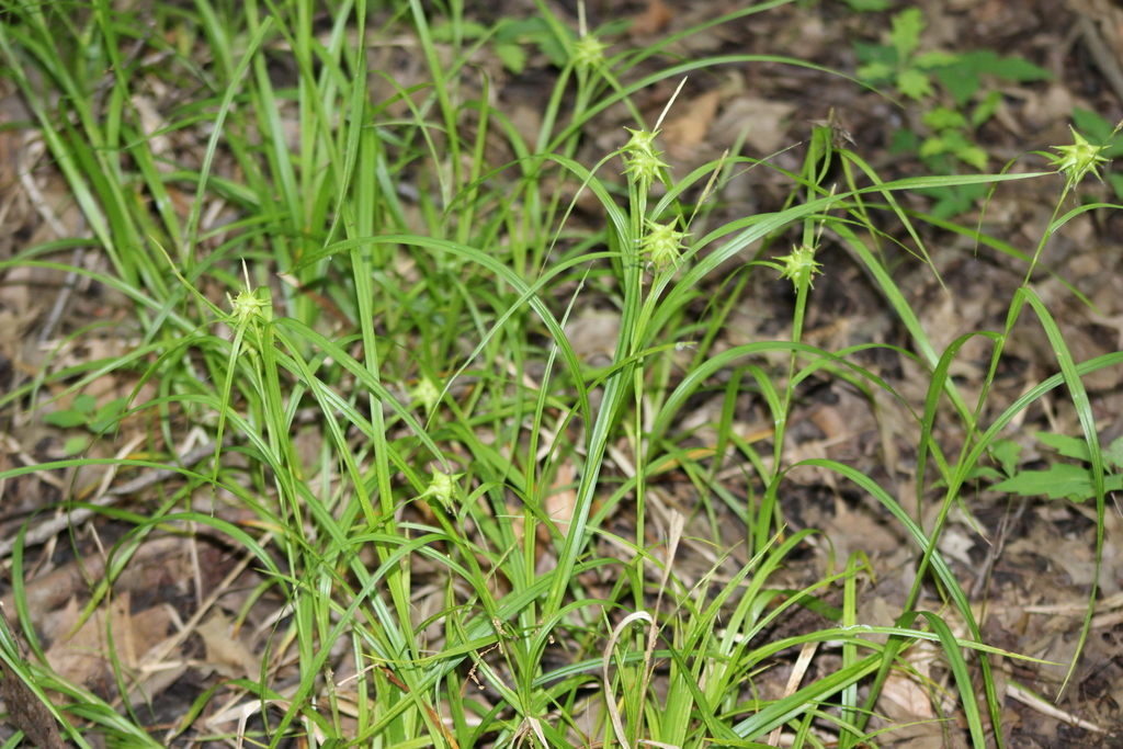 Gray's sedge from Fairfield County, US-OH, US on June 1, 2018 by Jim ...