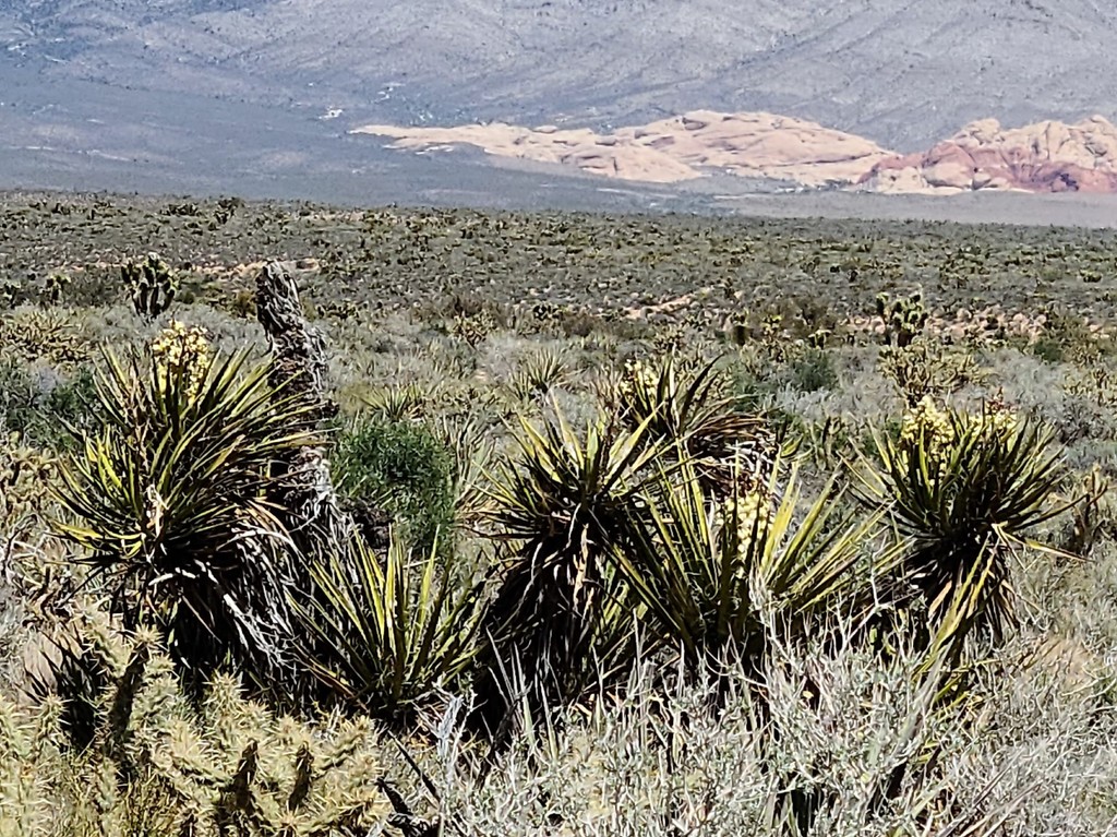 Mojave Yucca from Clark County, NV, USA on April 16, 2022 at 11:45 AM ...