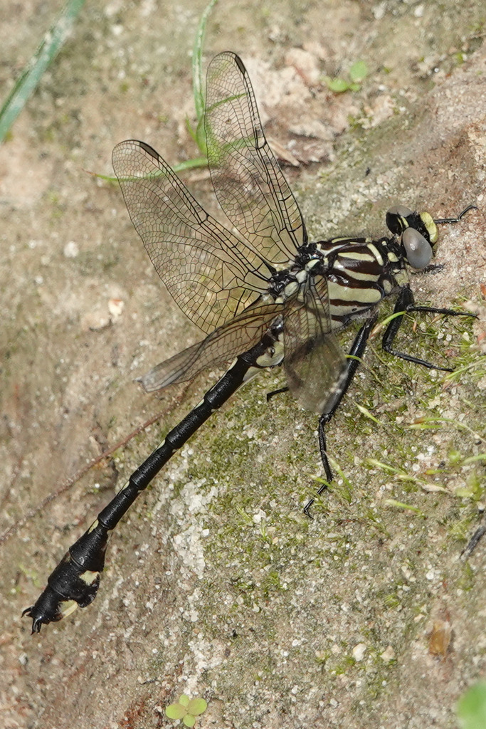Gulf Coast Clubtail in April 2022 by sarinole · iNaturalist