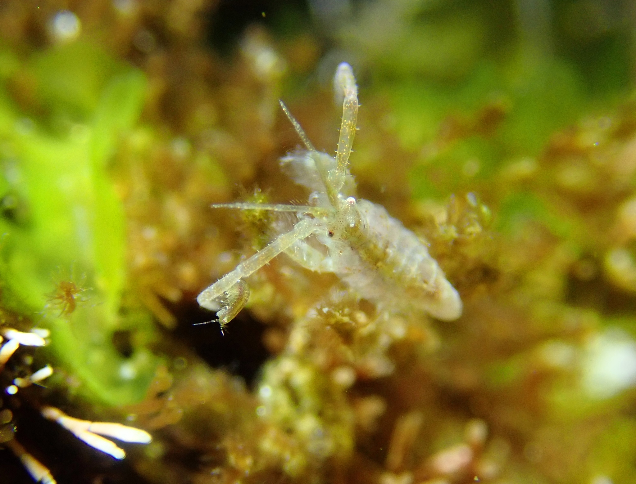 Podocerus brasiliensis (Dana, 1853)