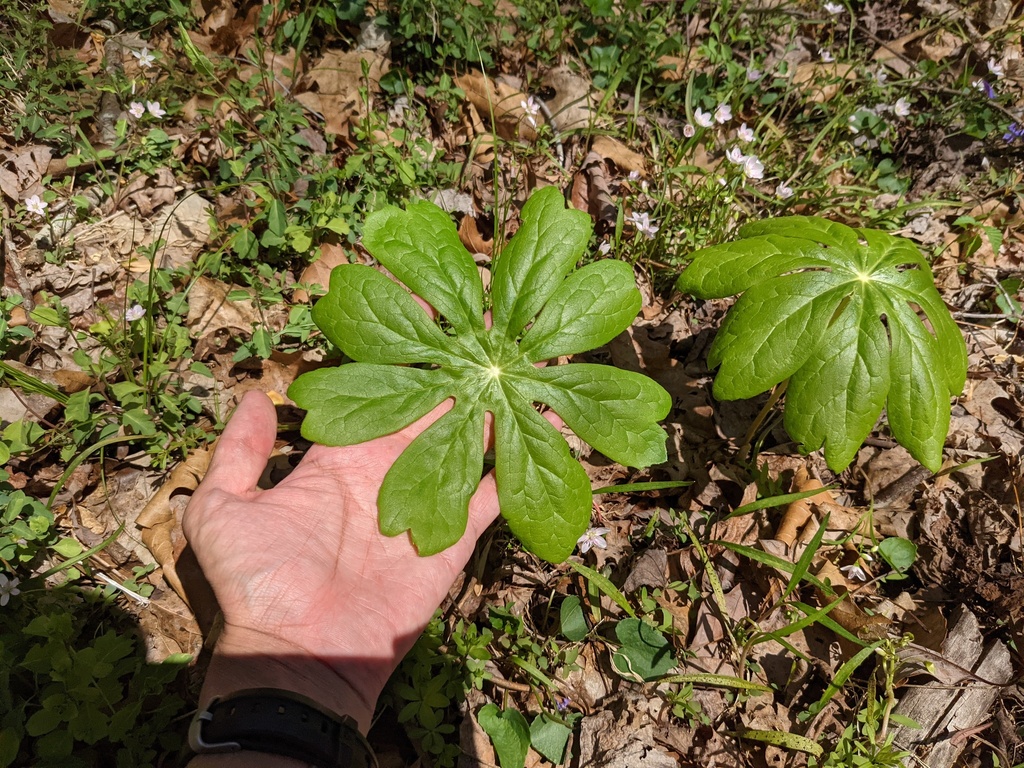 mayapple from Redland, MD, USA on April 20, 2022 at 12:25 PM by David ...