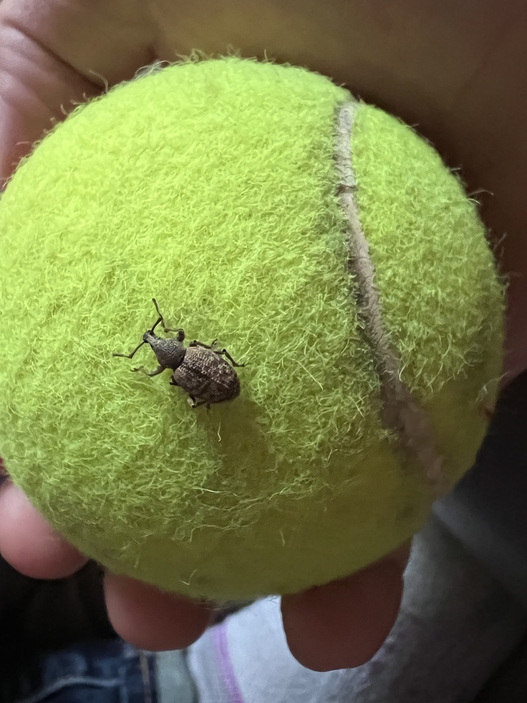Clay-coloured Weevil from Louise Rd, Ladysmith, BC, CA on April 20 ...