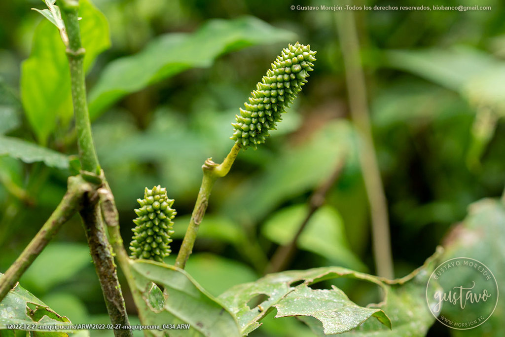 pepper plant family from Maquipucuna Reserve, Vía a Nanegal, Quito ...