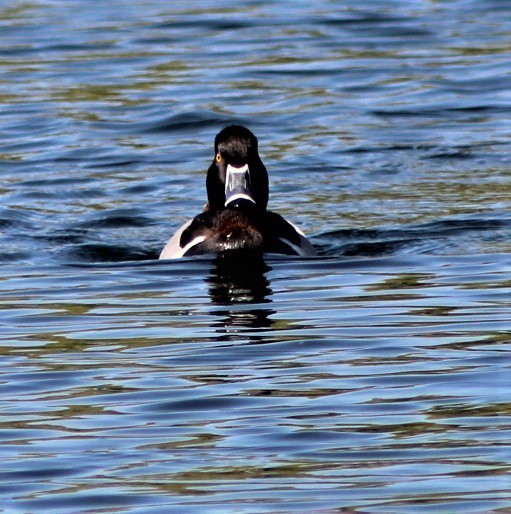 Ring-necked Duck from Yuma, AZ, USA on April 10, 2022 at 09:42 AM by ...