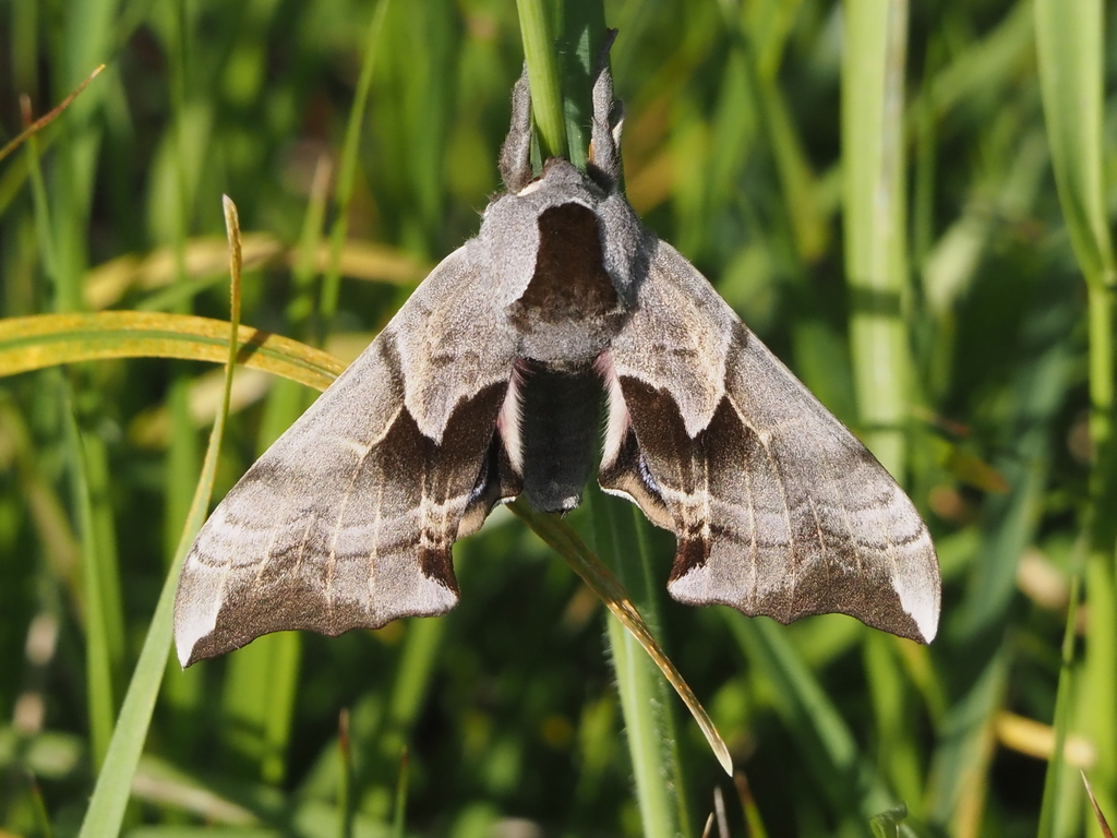 Southwestern Eyed Sphinx from Santa Cruz County, CA, USA on April 20 ...