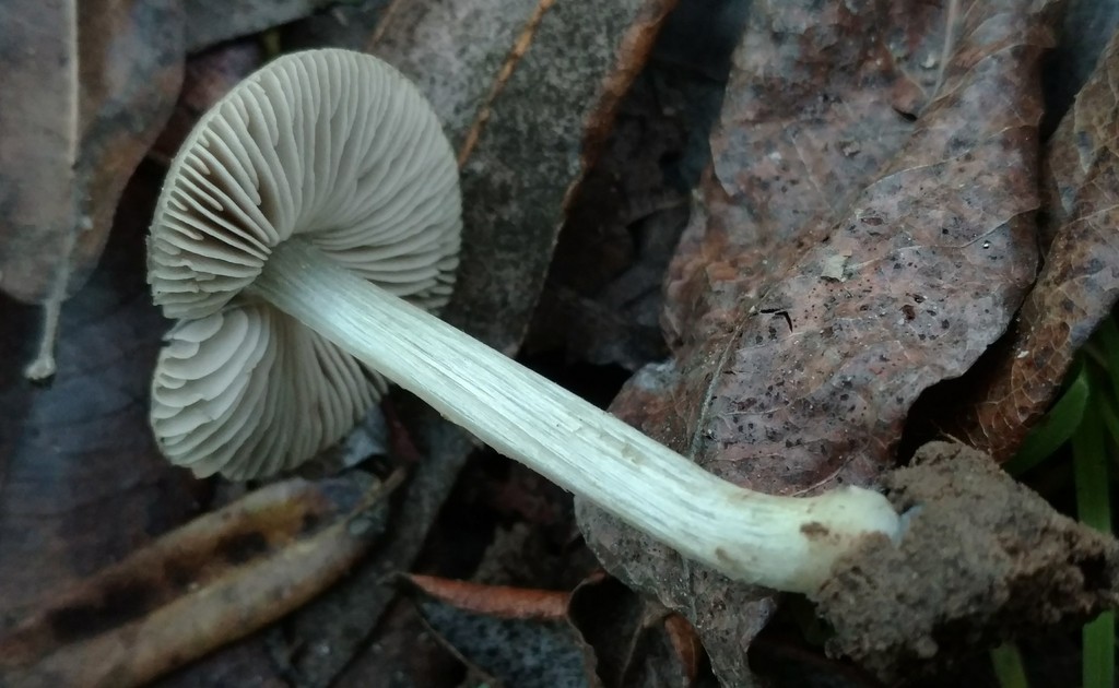 Pluteus nanus from Aliso and Wood Canyons Wilderness Park, Laguna ...
