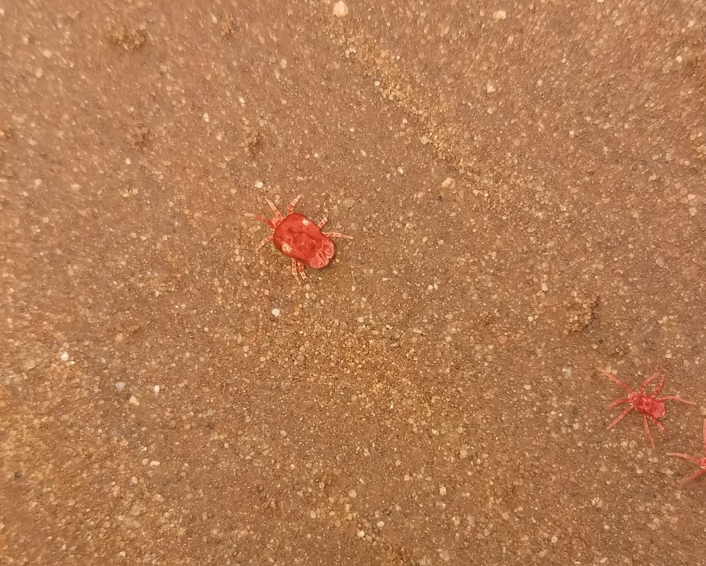 Velvet Mites from Yenda NSW 2681, Australia on April 21, 2022 at 11:51 ...