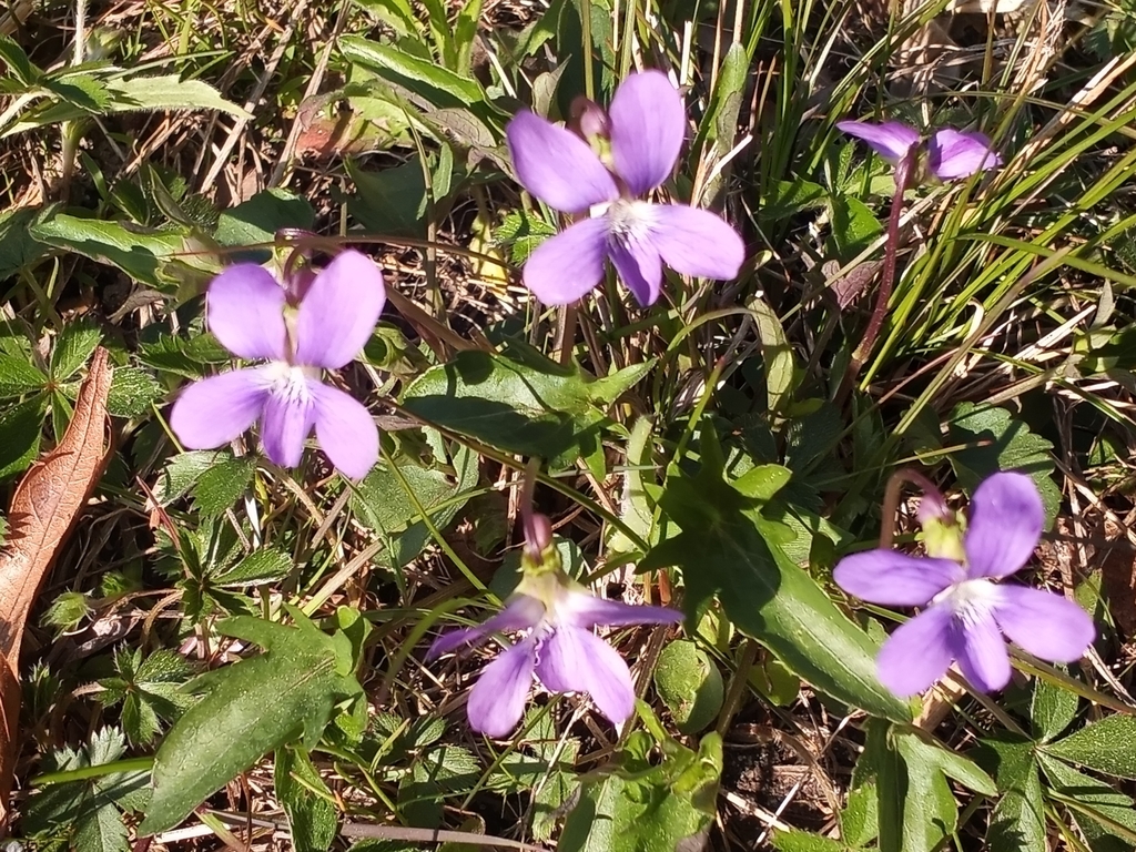 Arrowleaf Violet from Federalsburg, MD 21632, USA on April 20, 2022 at ...