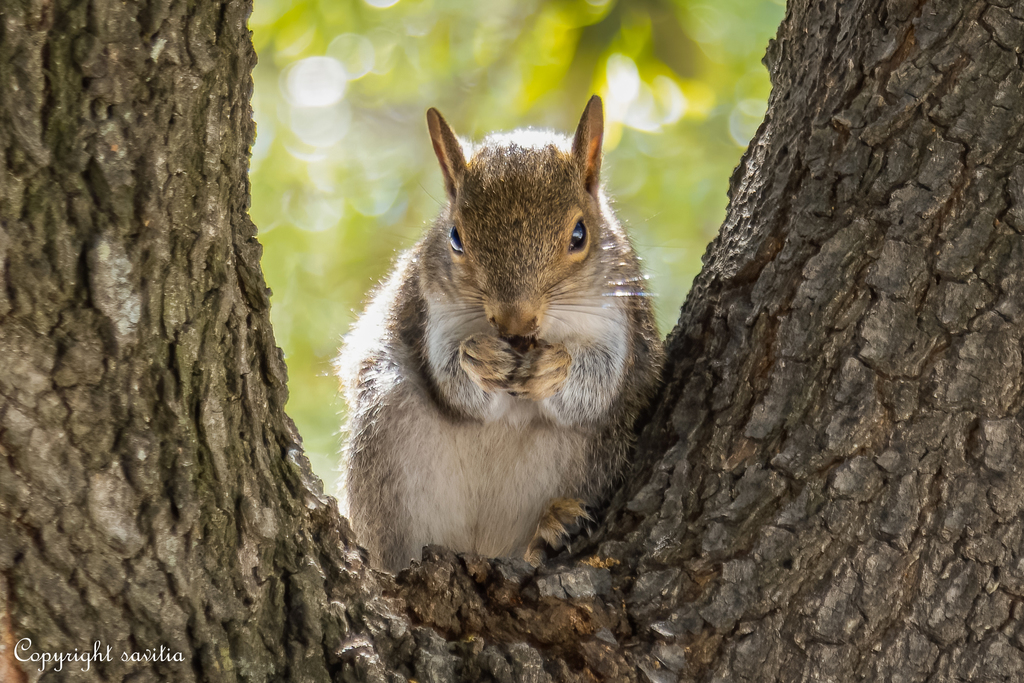 Allen's Squirrel from Monterrey, N.L., México on April 10, 2022 at 09: ...