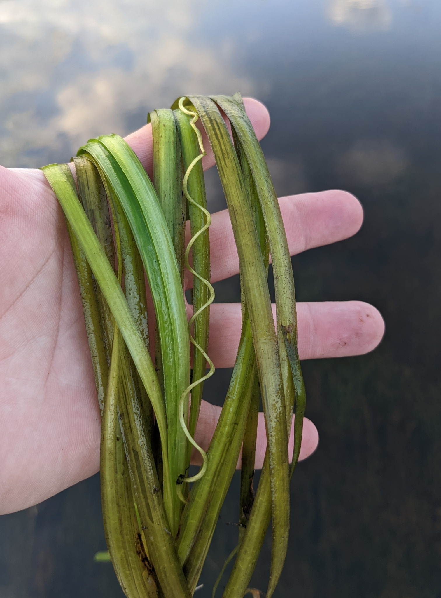 Vallisneria americana Michx.