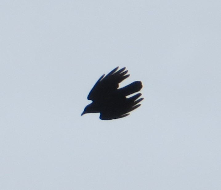 American Crow from Tanner Basin, West Linn, OR 97068, USA on April 20 ...