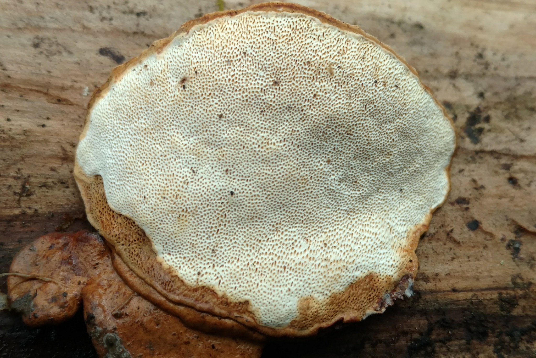 Heterobasidion irregulare Garbel. & Otrosina