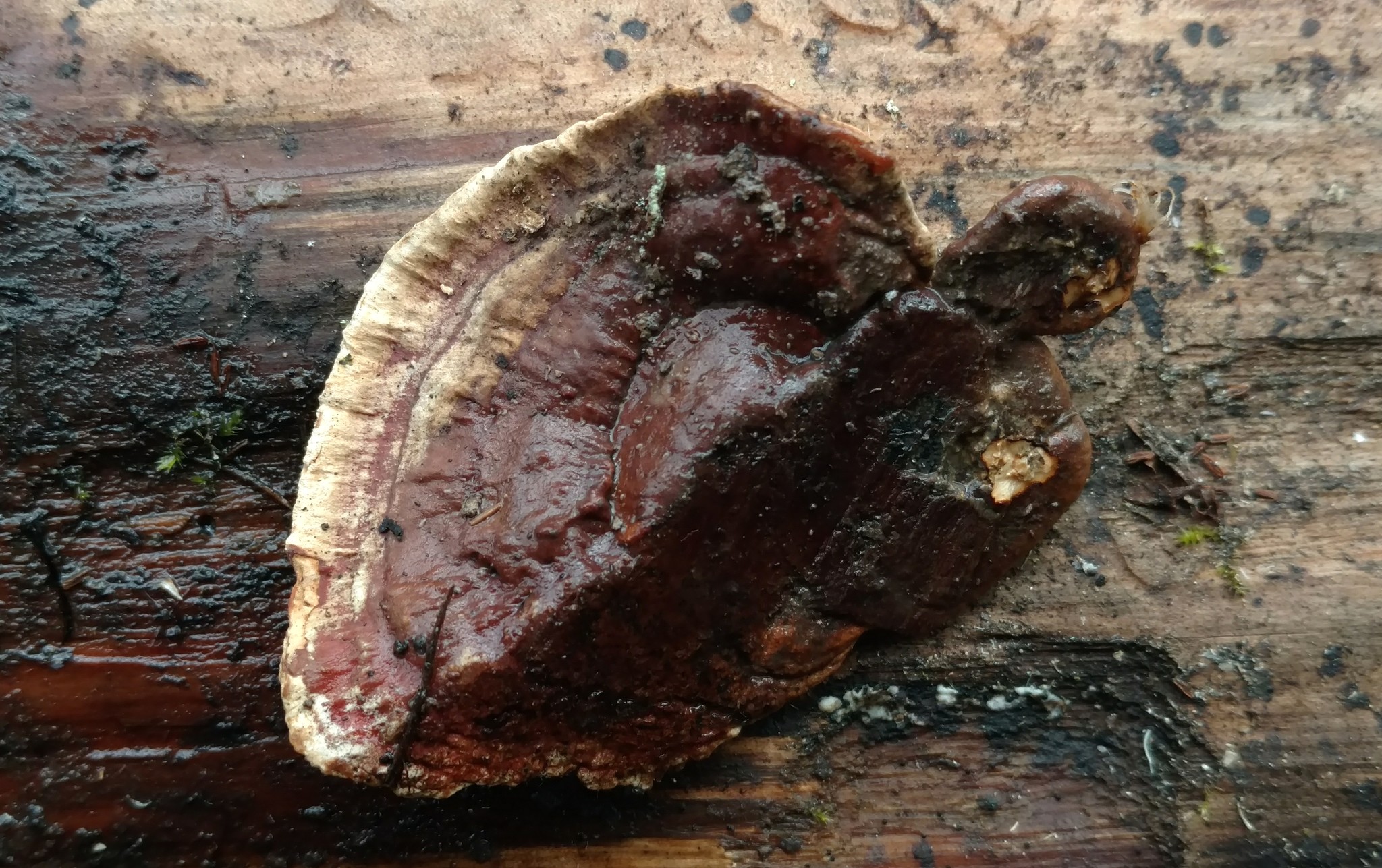 Heterobasidion irregulare Garbel. & Otrosina