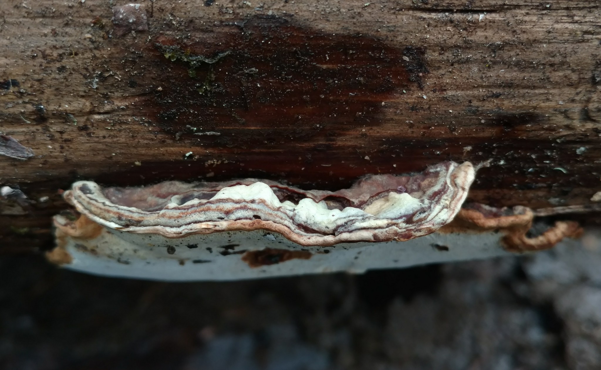 Heterobasidion irregulare Garbel. & Otrosina