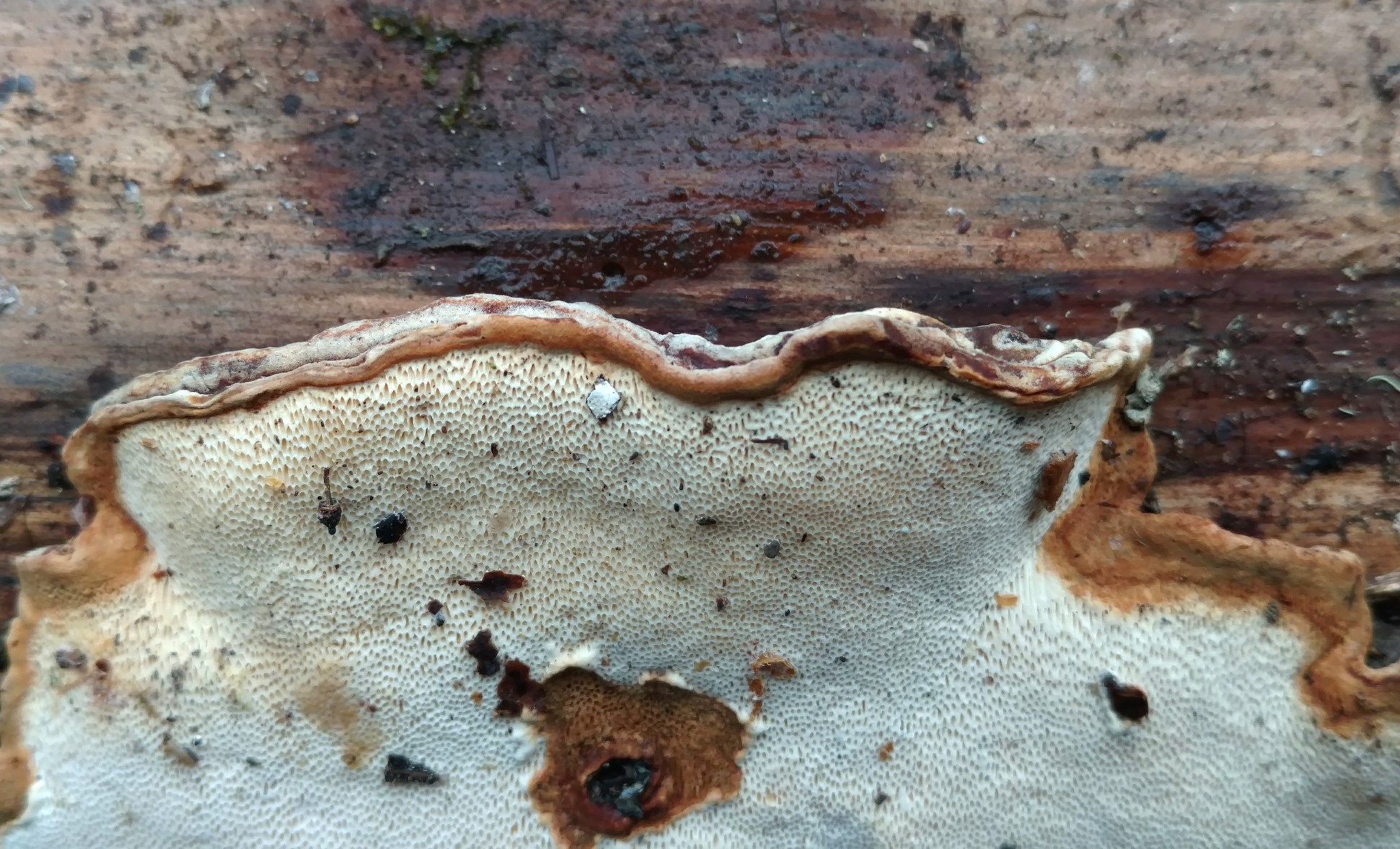 Heterobasidion irregulare Garbel. & Otrosina