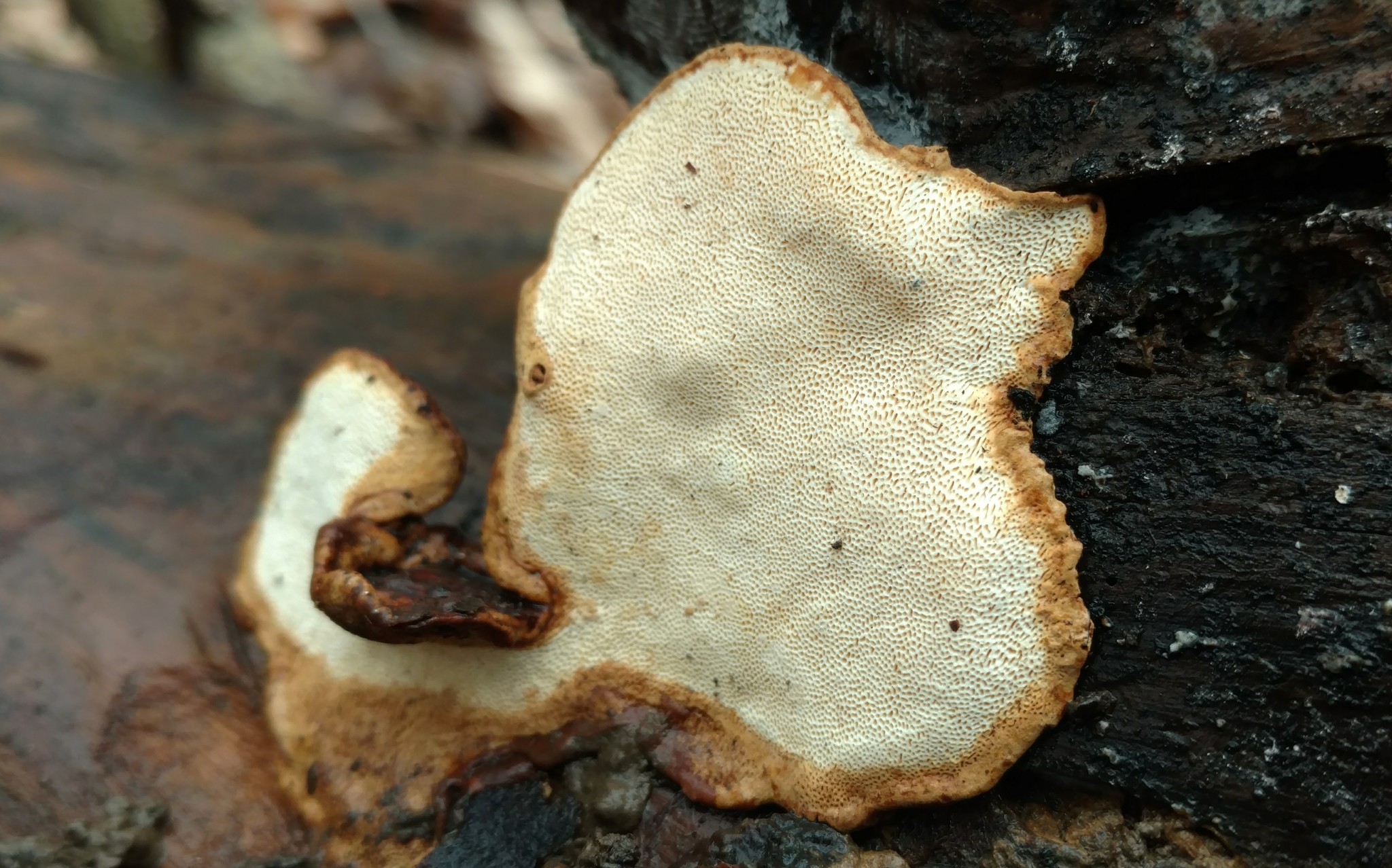 Heterobasidion irregulare Garbel. & Otrosina