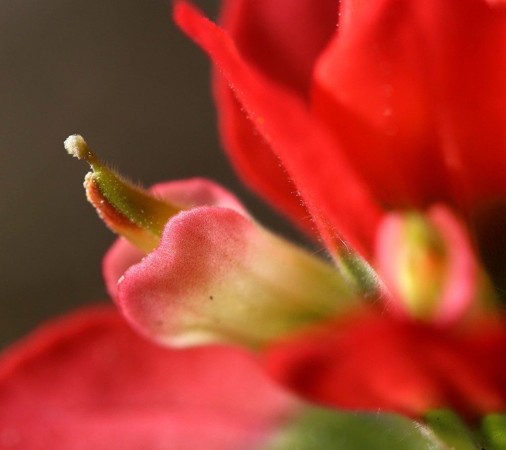 Texas Paintbrush from Bastrop, Texas, United States on March 24, 2022 ...