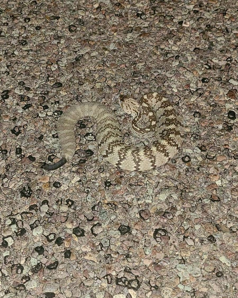 Eastern Black-tailed Rattlesnake from County Road BB, Muleshoe, TX, US ...