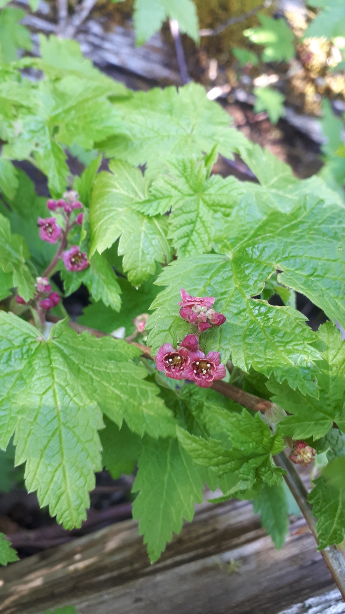 Ribes laxiflorum Pursh