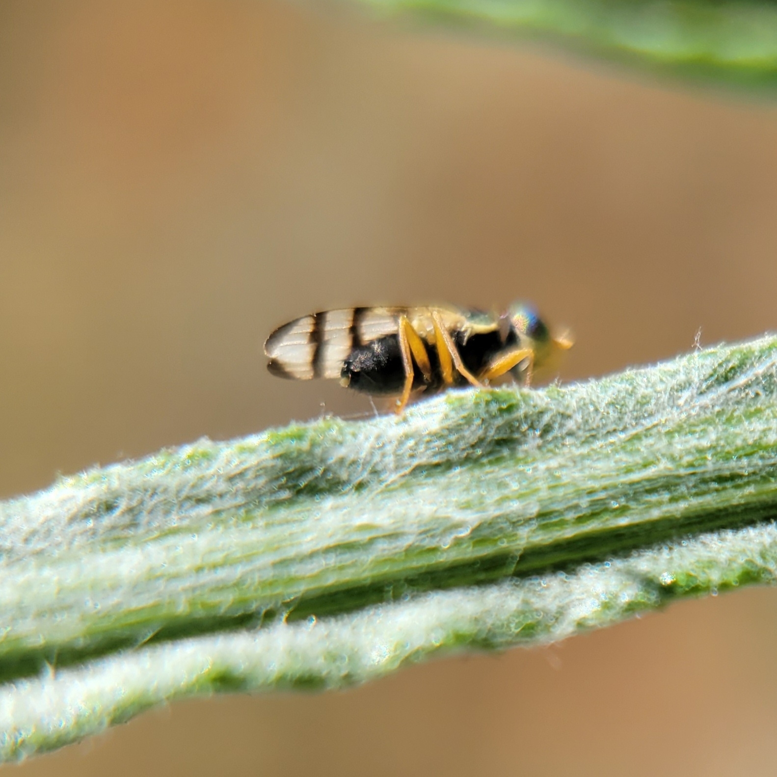 Urophora sirunaseva (Hering, 1938)