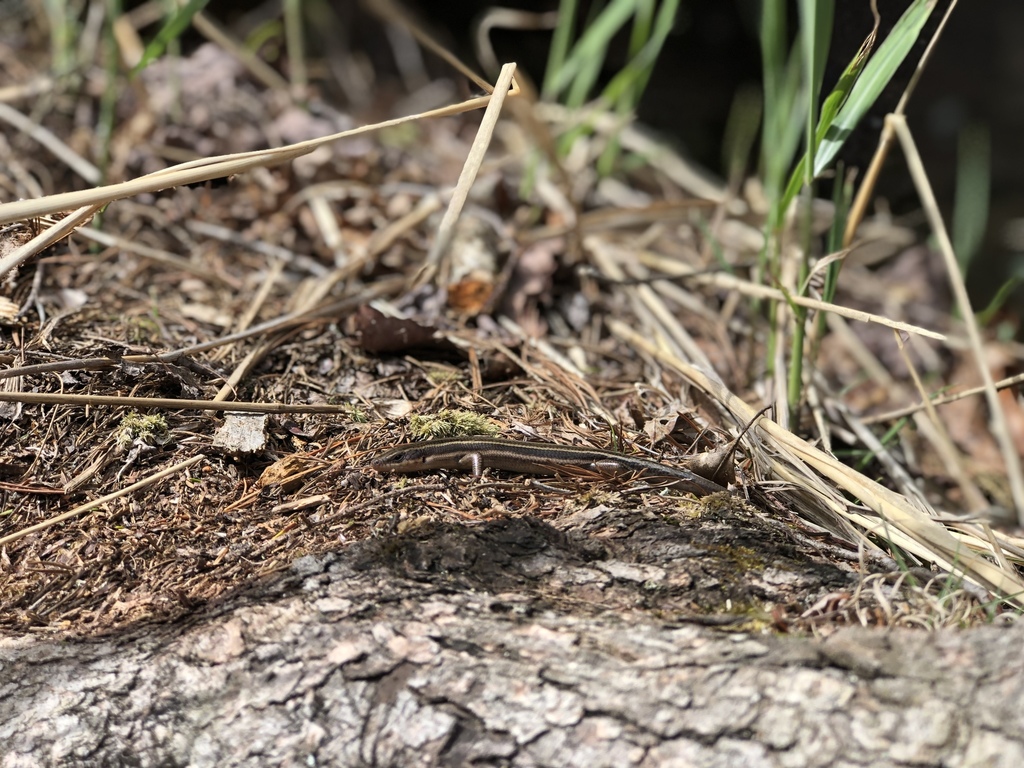 Salamanquesas y parientes desde Wolfe County, KY, USA el 17 de abril de ...