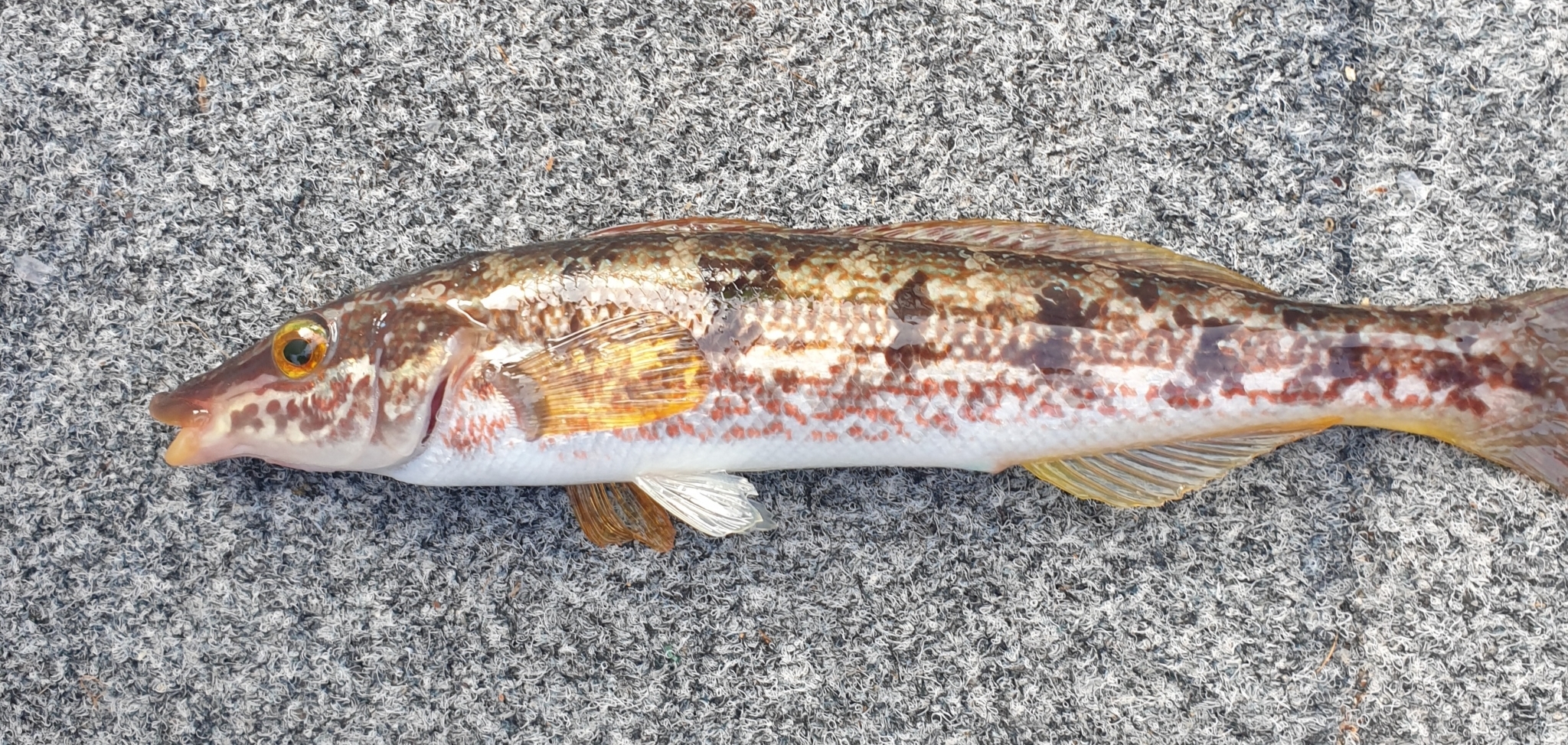 Haletta semifasciata (Valenciennes, 1840)